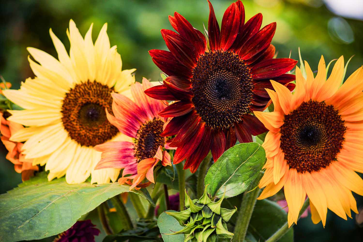 Sunny Seed Pro – The HQ On How To Plant Sunflowers The Right Way